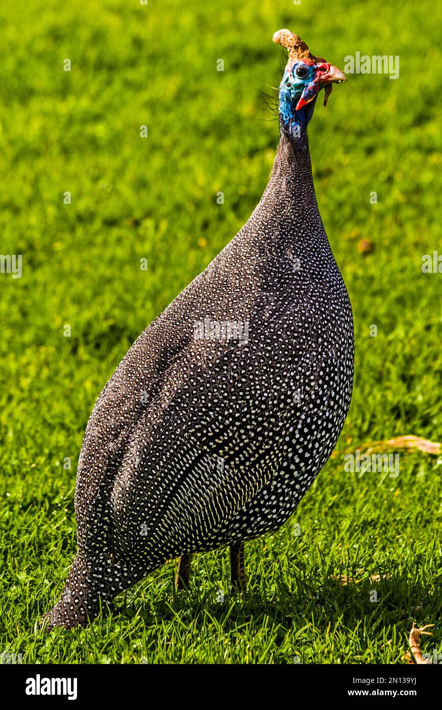 Guineafowl (Numididae), Kirstenbosch Botanical Gardens, Cape Town ...