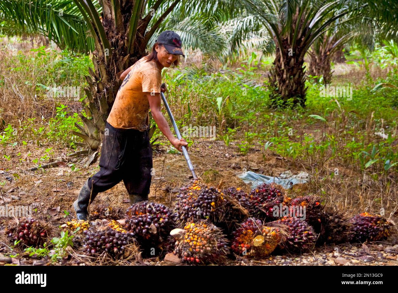 Oil tree fruit, fruit, palm oil, Phuket, Thailand, Asia Stock Photo - Alamy