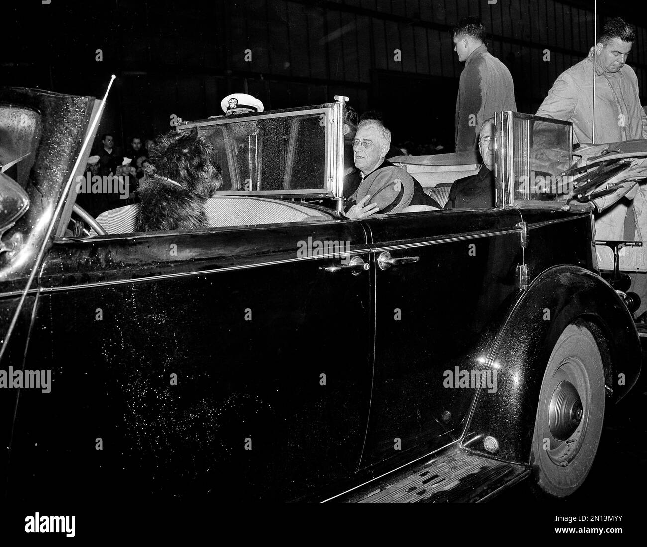 Fala, President Franklin D. Roosevelt's black Scottie, looks at his ...