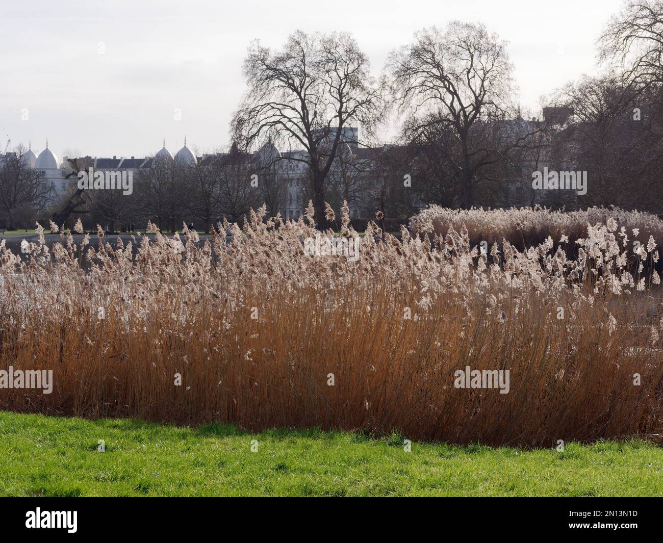 Reeds in Regents Park with buildings behind on a winters day, London ...