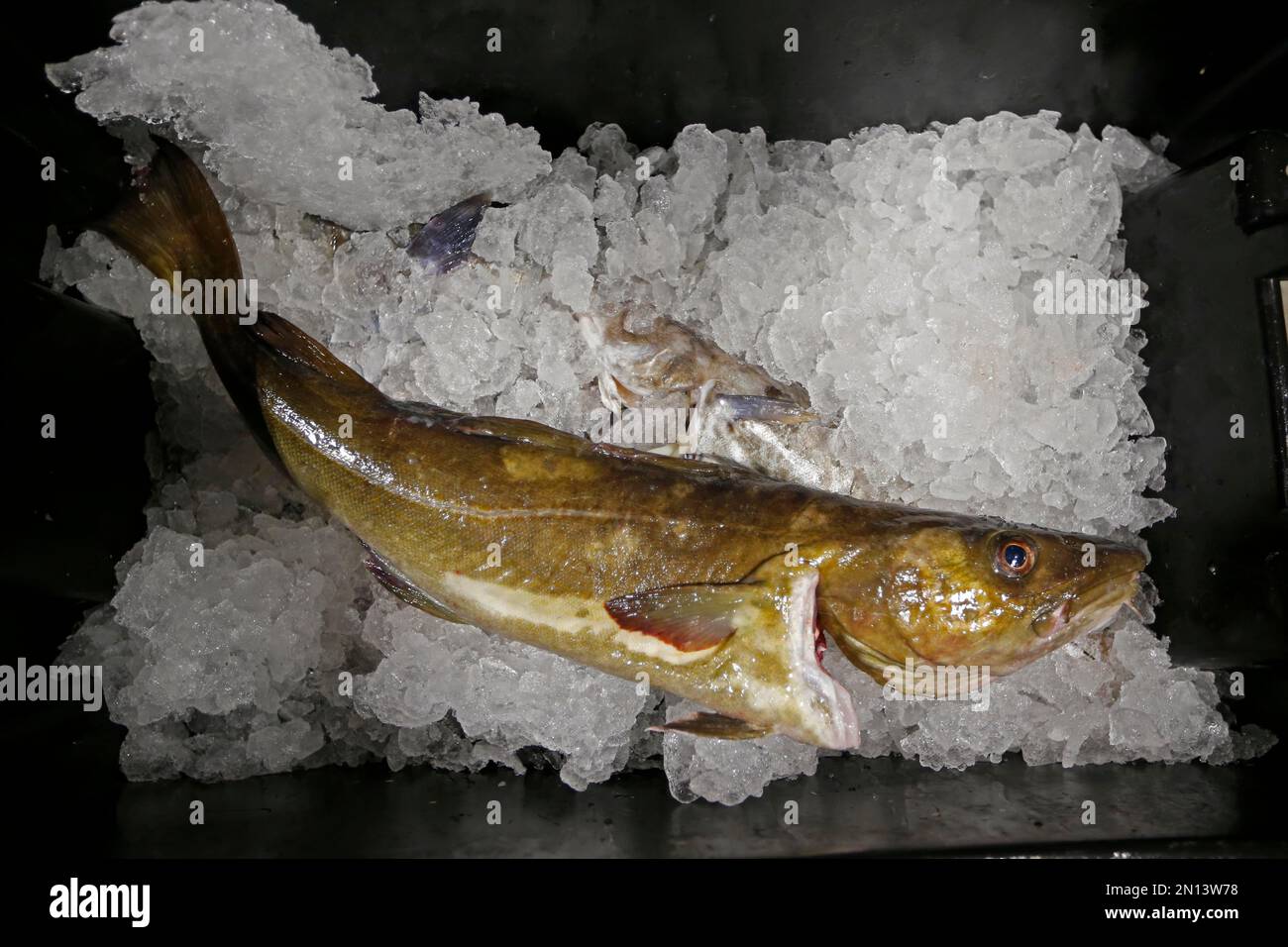 A cod that will be auctioned off is seen at the Portland Fish Exchange ...