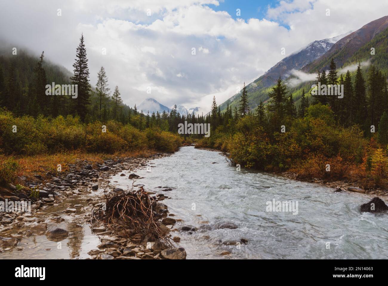 A dry log with roots on the bank of an alpine river near autumn grass ...