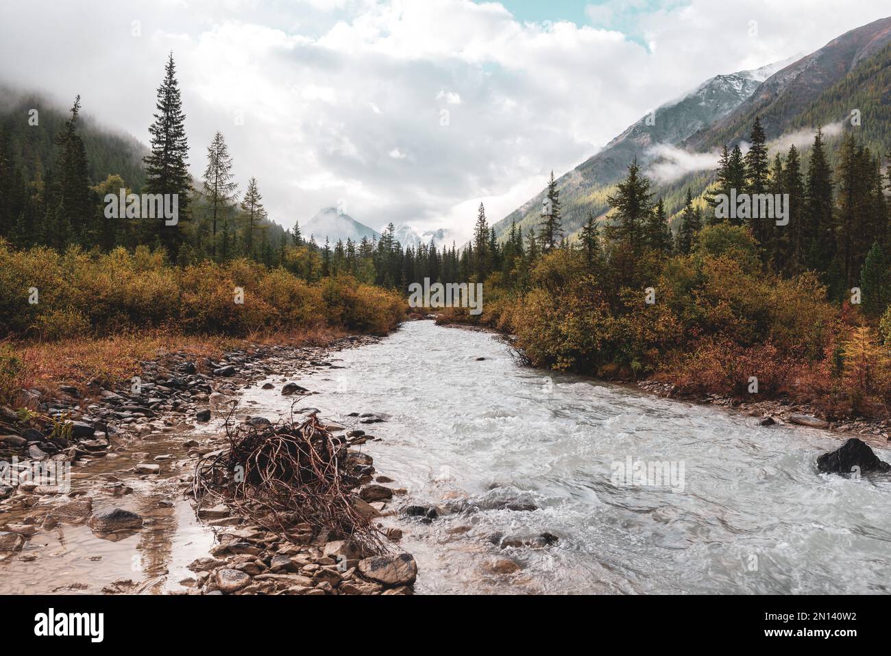 A dry log with roots in the water of an alpine river on stones in the ...