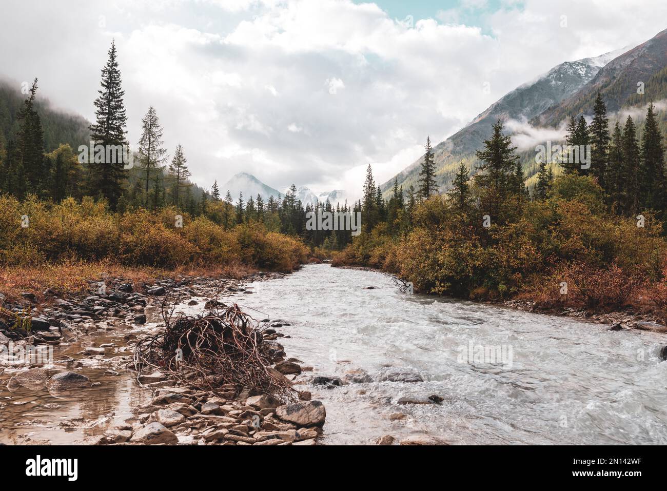 A dry log with roots in the water of an alpine river on stones in the ...