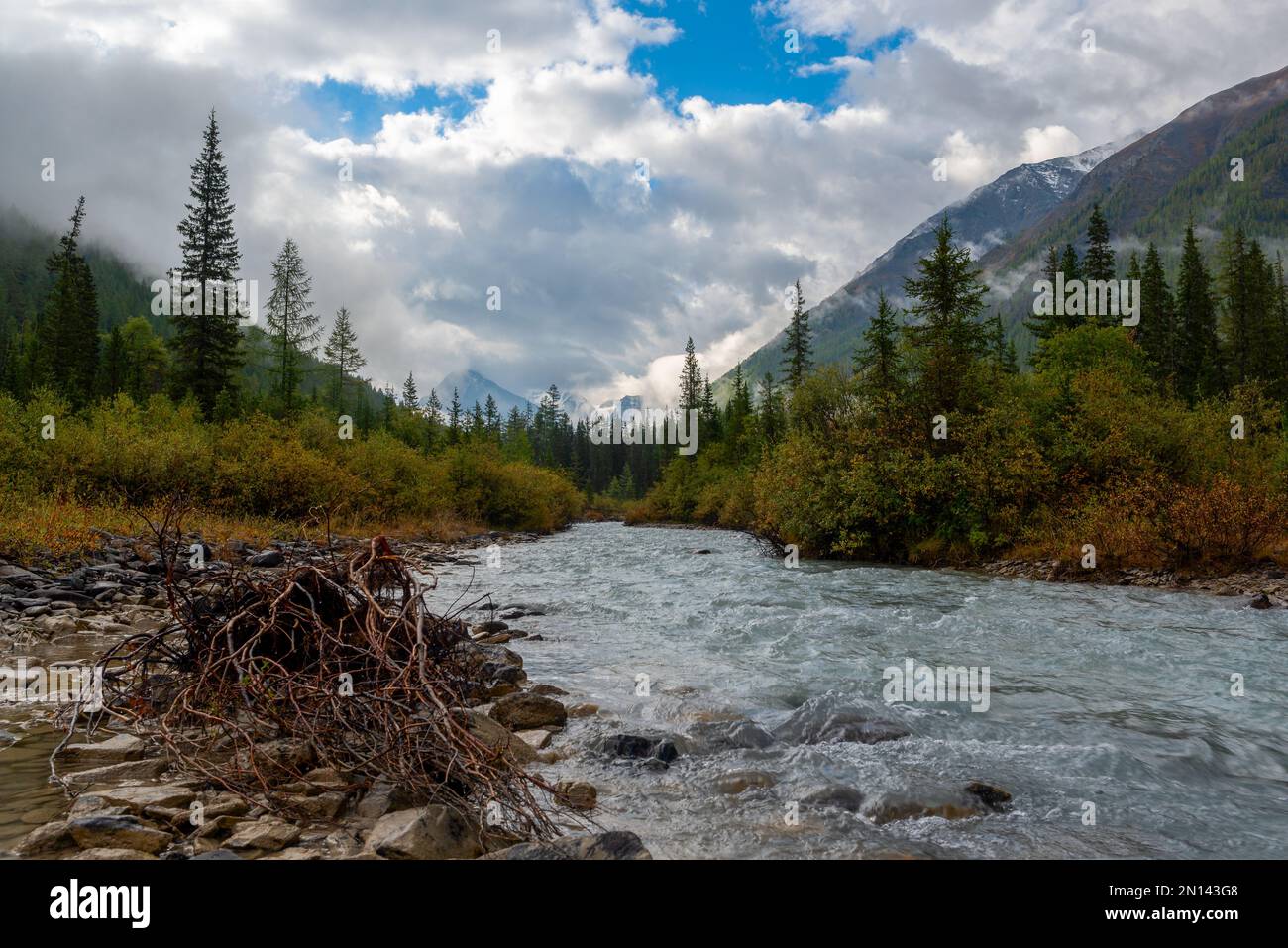 A dry tree with roots in the clear water of the alpine Shavla River on ...