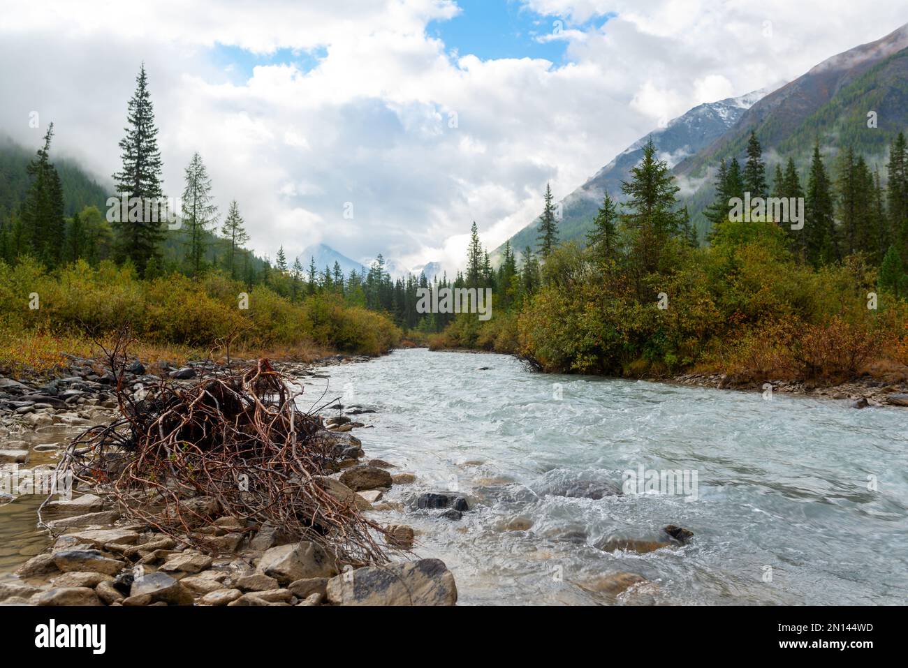 A dry tree with roots in the clear water of an alpine river in the ...