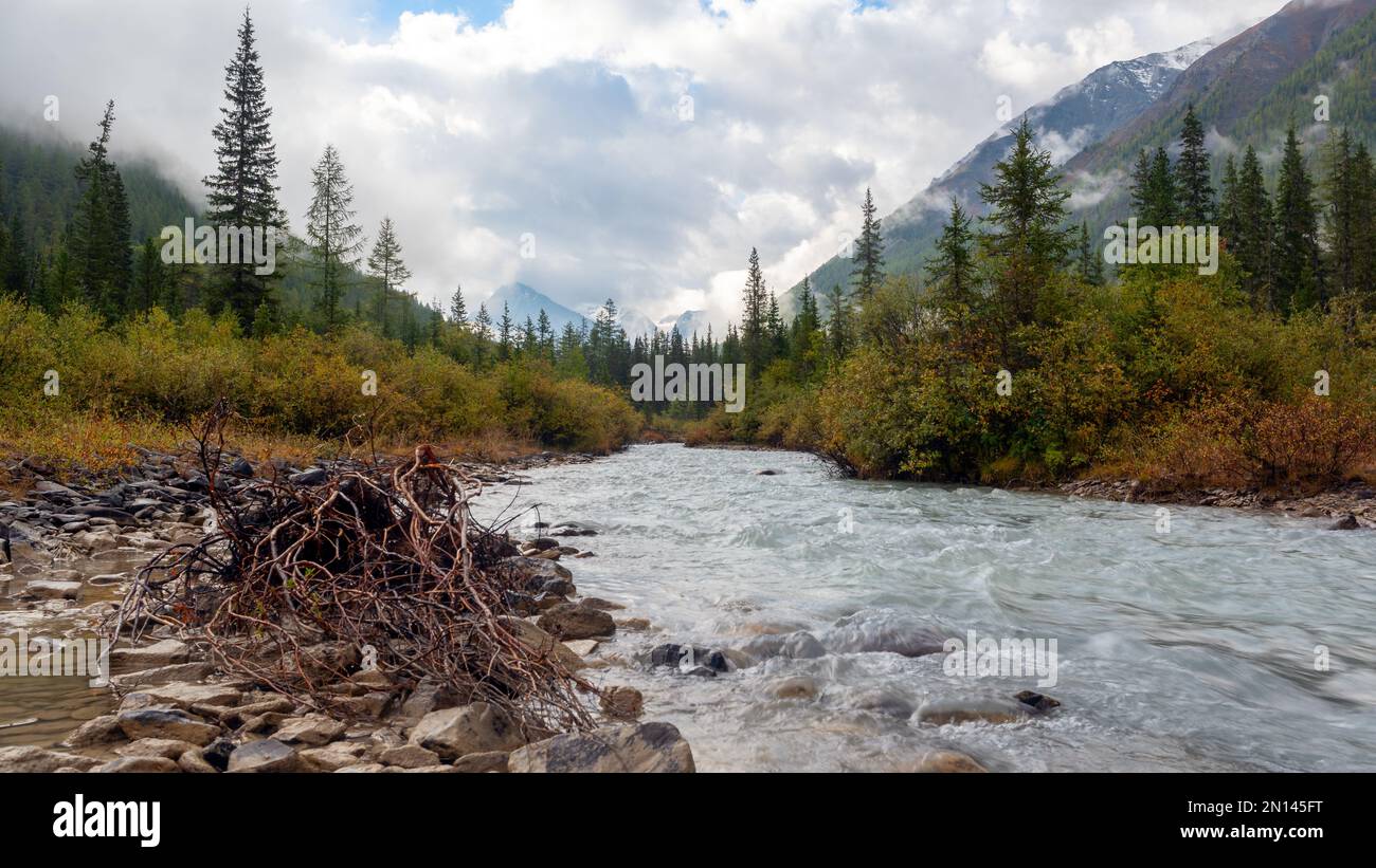 A dry tree with roots in the clear water of a river in the Altai ...