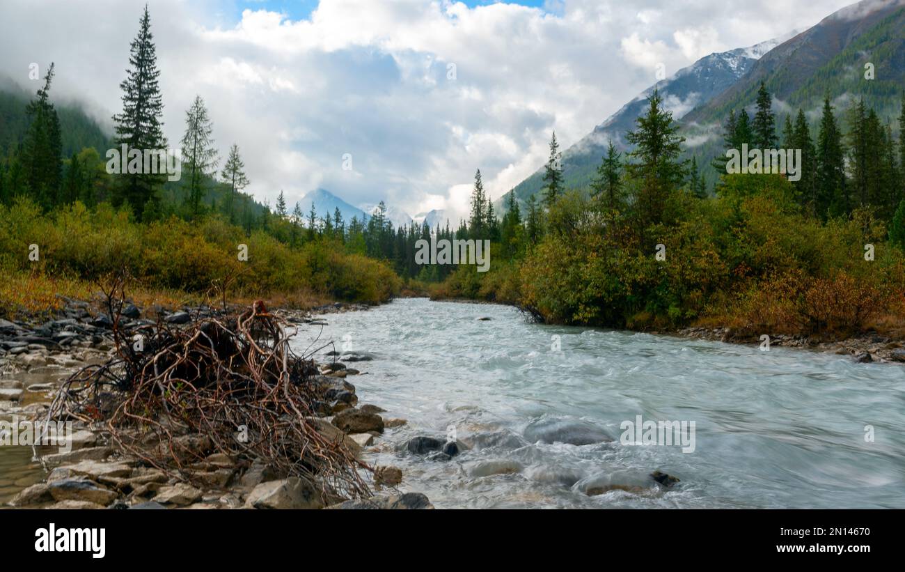 A dry tree with roots in the clear water of the Shavla River in the ...