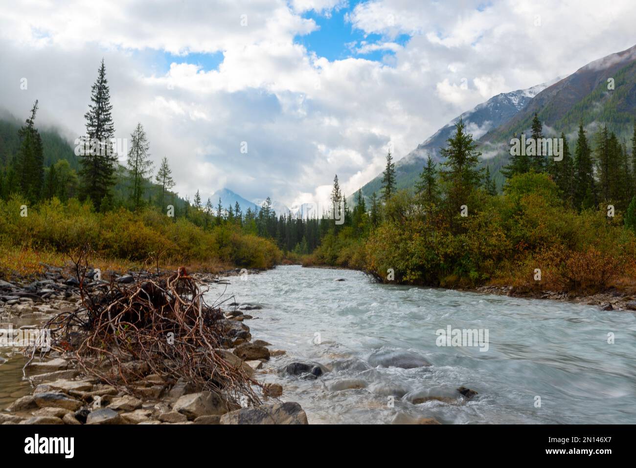 A dry tree with roots in the clear water of the Shavla River in the ...