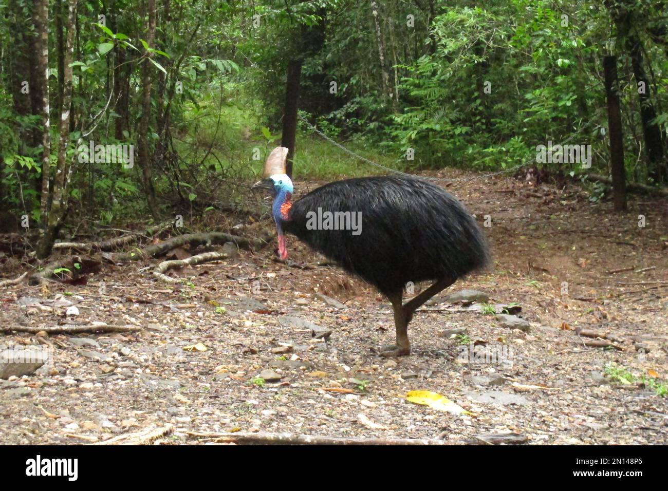 In this June 30, 2015 photo, an endangered cassowary roams in the ...
