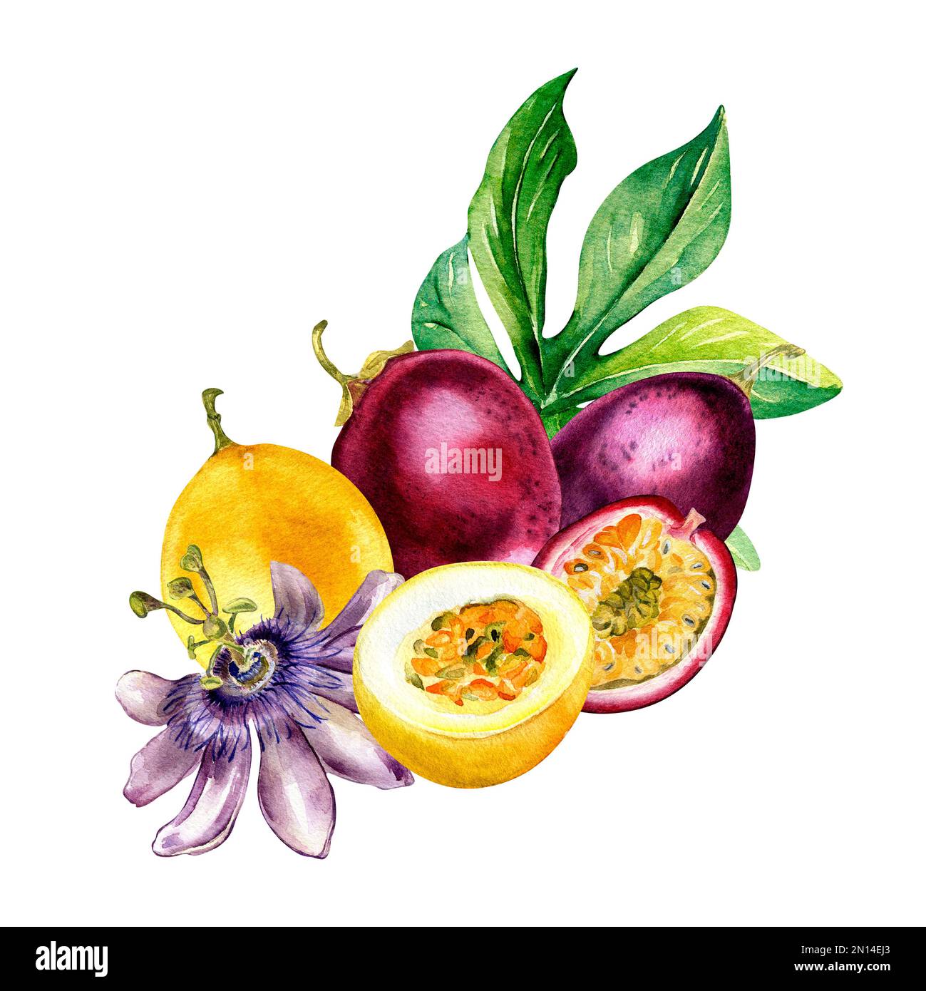Composition of passion fruits and flower on leaf watercolor ...