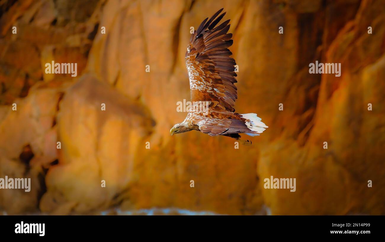 The brahminy kite (Haliastur indus) in flight Stock Photo - Alamy