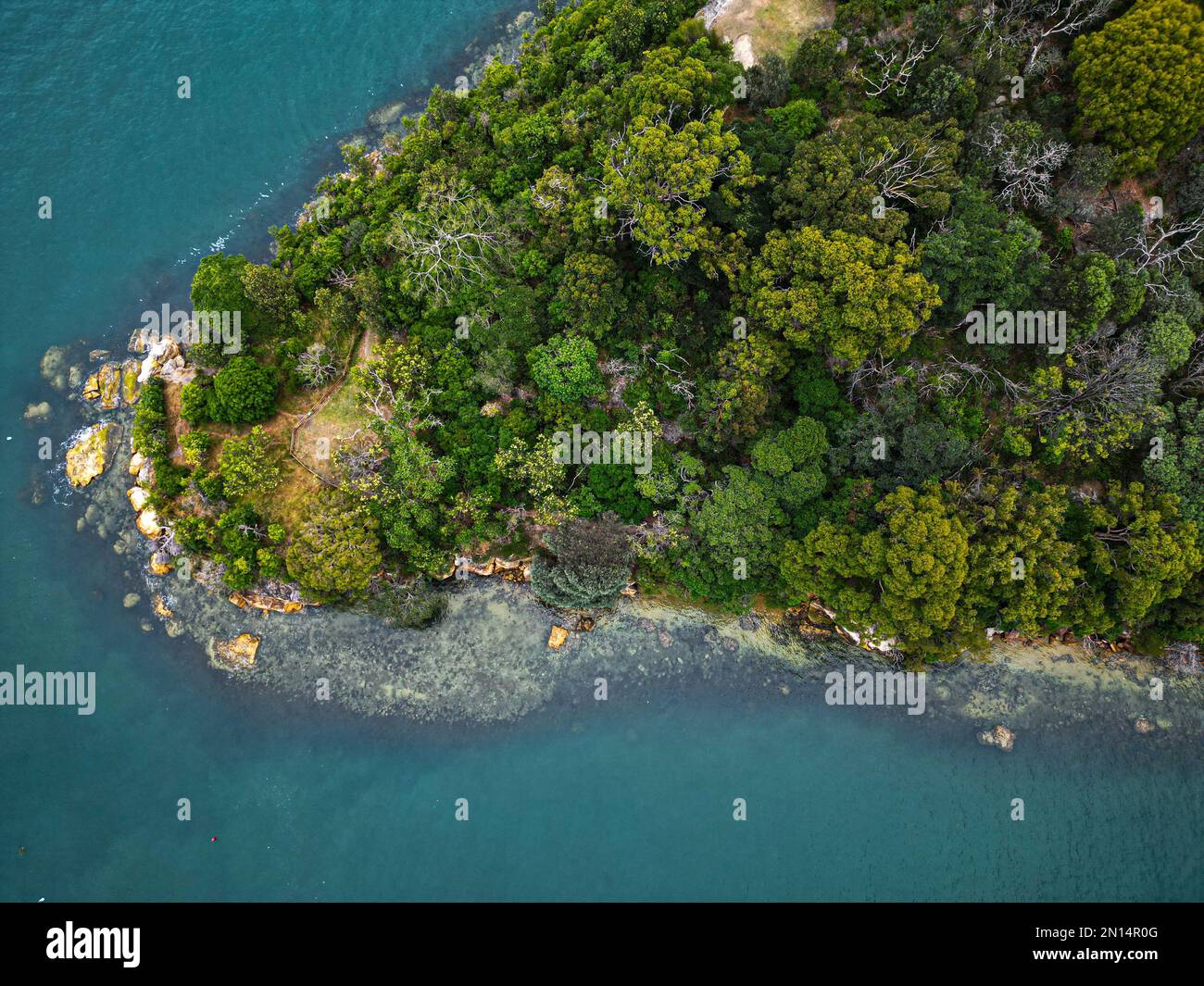 An aerial view of dense green trees growing near an ocean Stock Photo ...