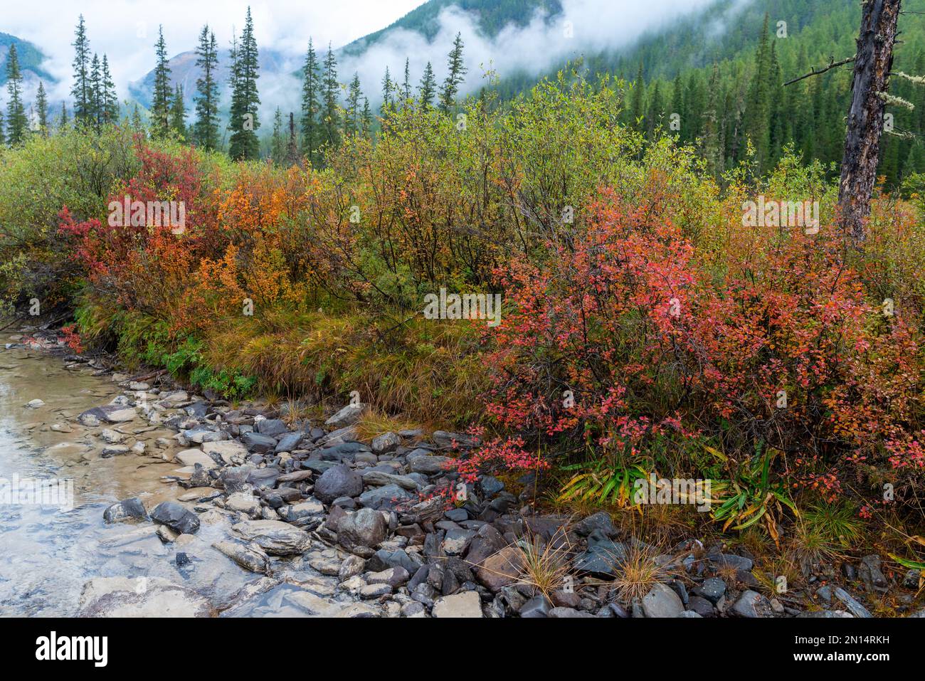 Autumn bushes with grass on the banks of the alpine river Shavla with ...