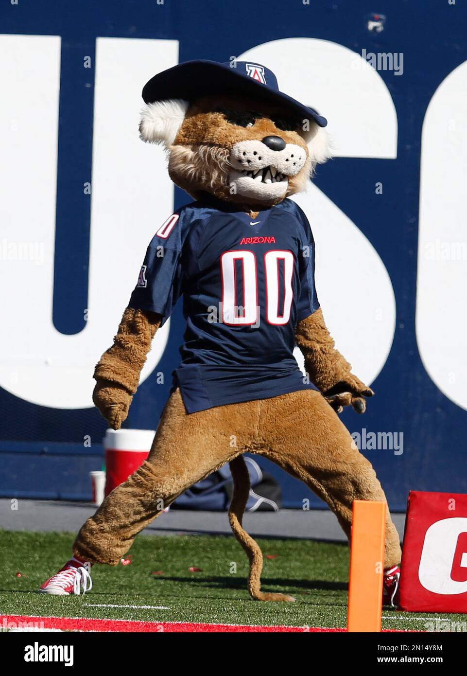 Arizona mascot Wilbur during the first half of an NCAA college football ...