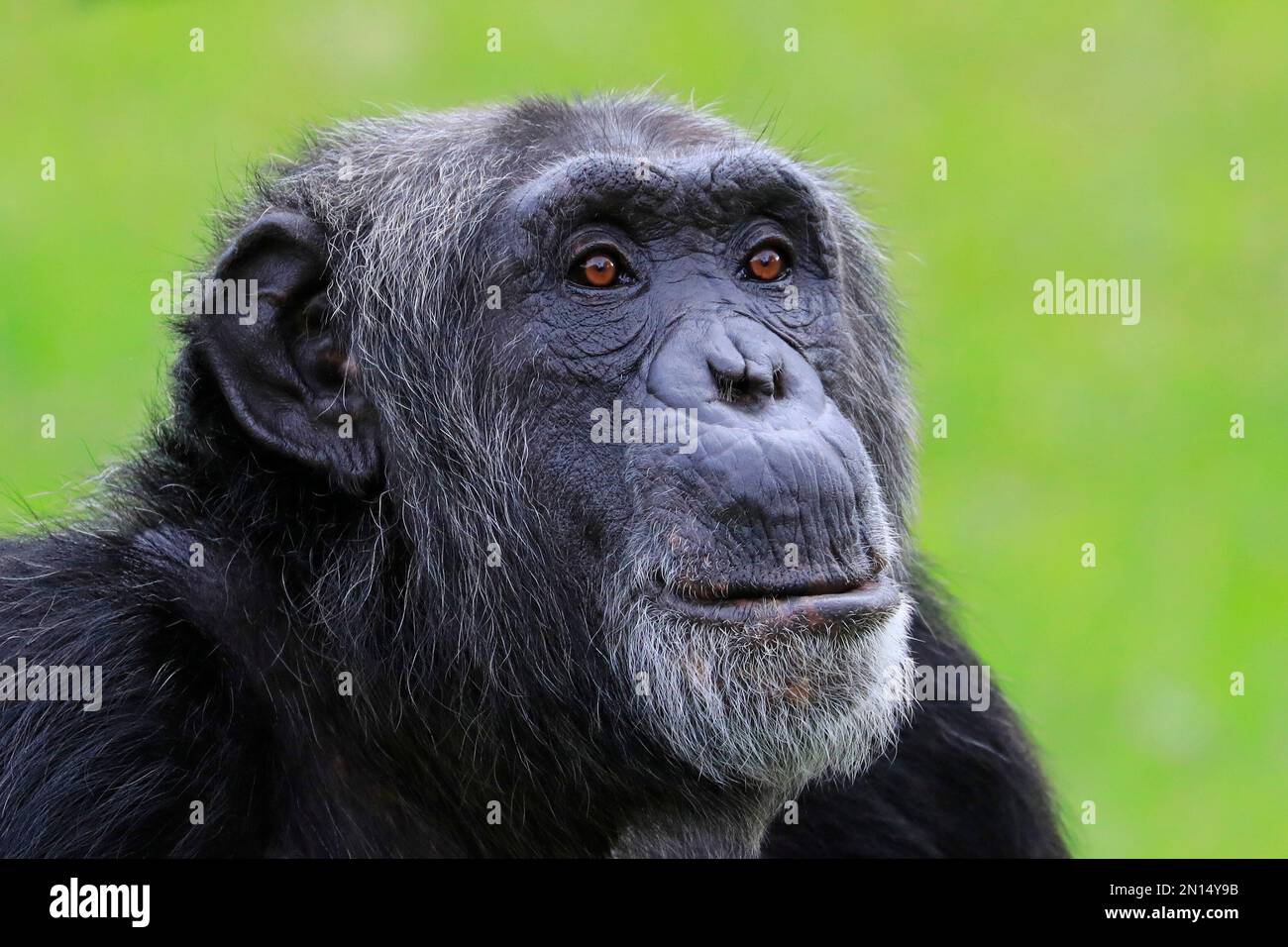 Chimpanzee head hi-res stock photography and images - Alamy