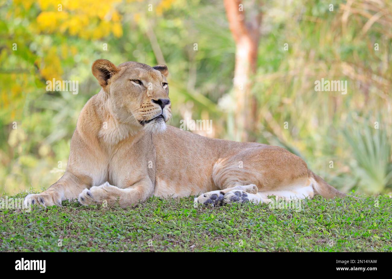 Lioness portrait laying on the grass Stock Photo - Alamy