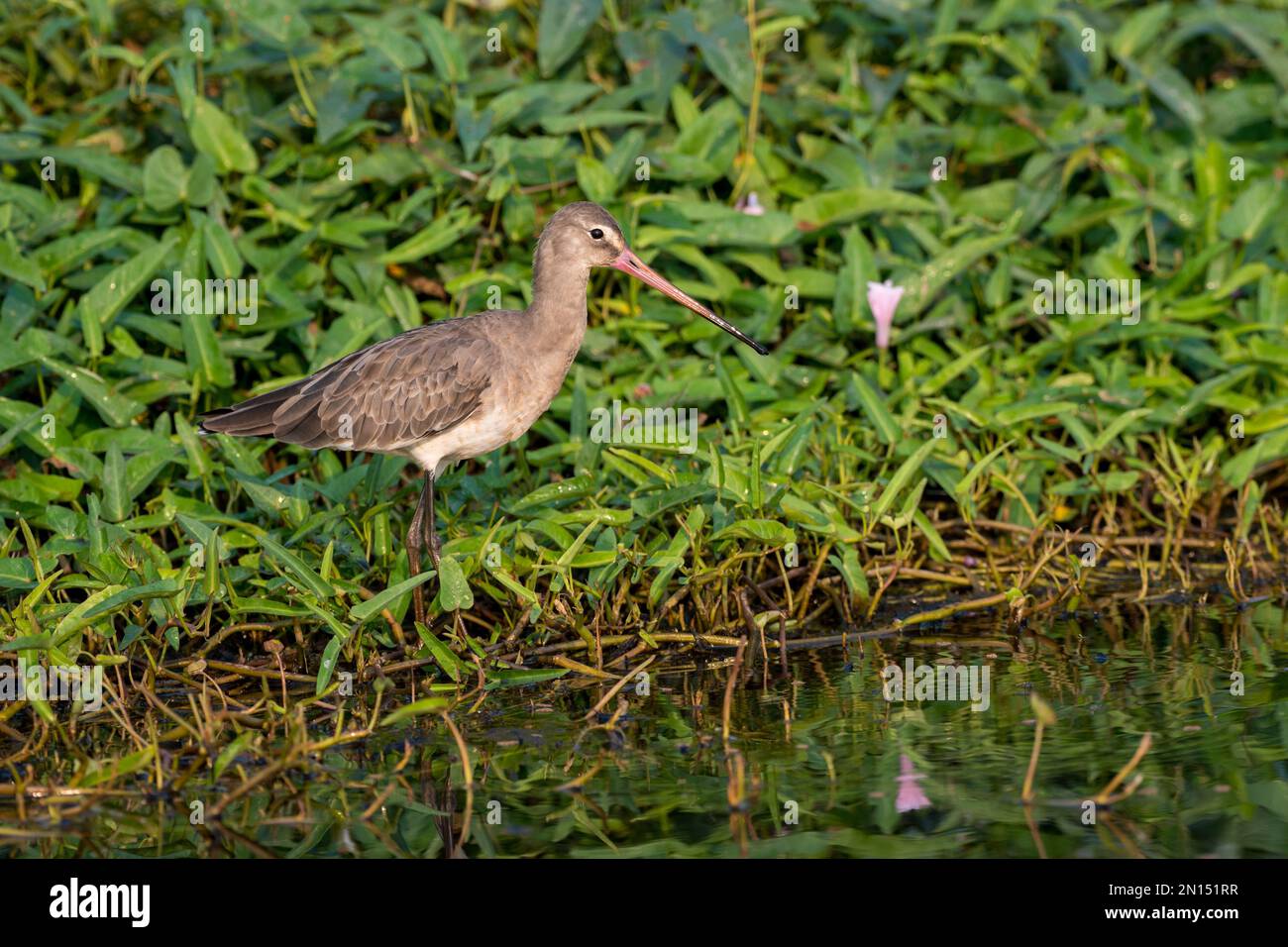 Black tailed Godwit bird in its habitat. Close up, selective focus ...