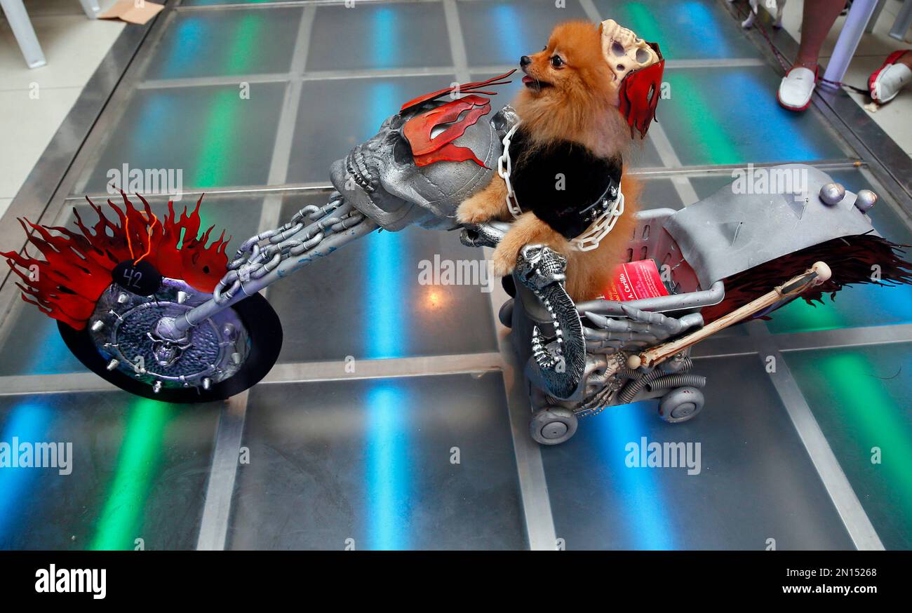 "Jacks," a Pomeranian dog, rides its motorcycle float which was ...