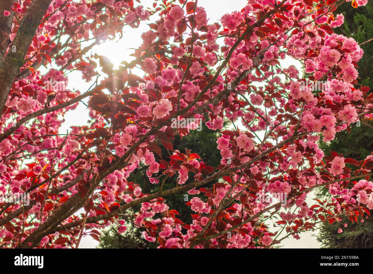 Pink blooming Sakura tree branch Stock Photo - Alamy