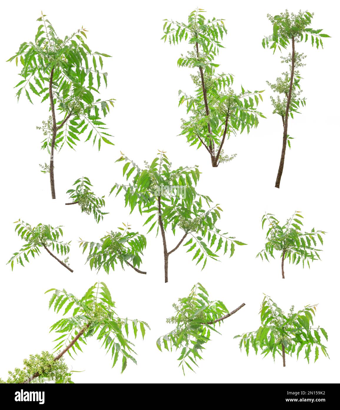 group of tree bunch isolated on white background Stock Photo - Alamy