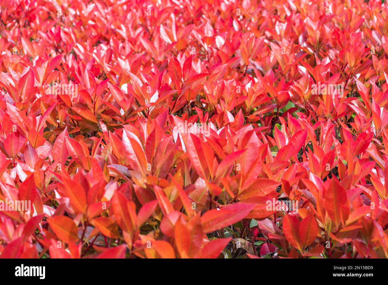 The red, just-blooming leaves of the Japanese Pieris bush. beautiful ...