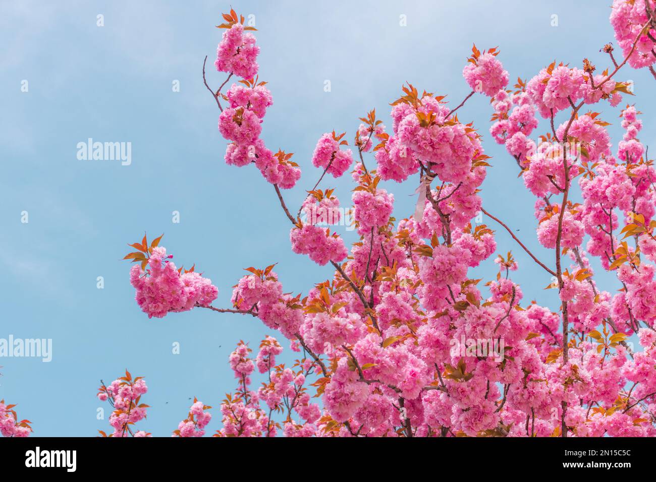 The red, just-blooming leaves of the Japanese Pieris bush. beautiful screensaver Stock Photo - Alamy
