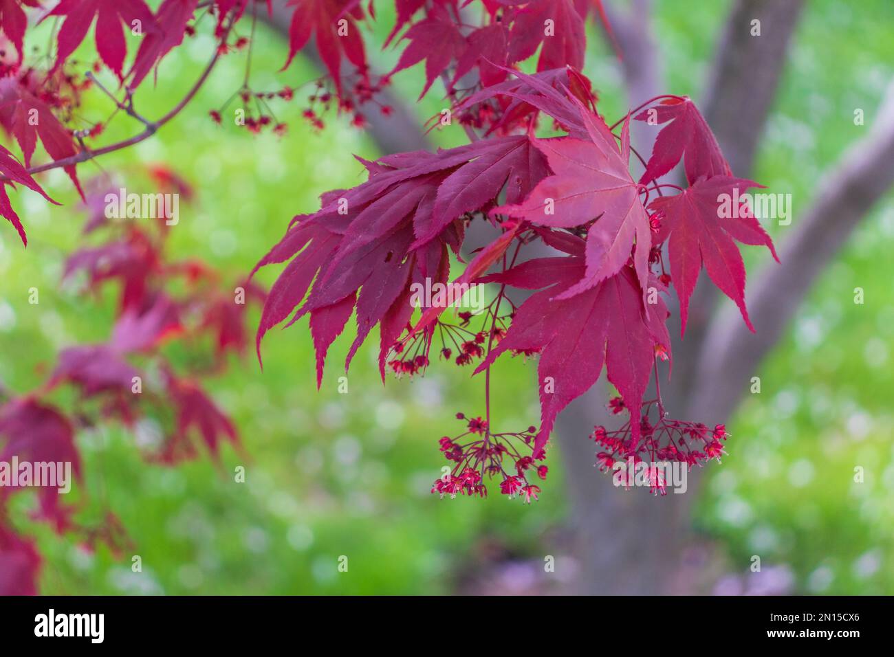 Australian maple leaf hi-res stock photography and images - Alamy