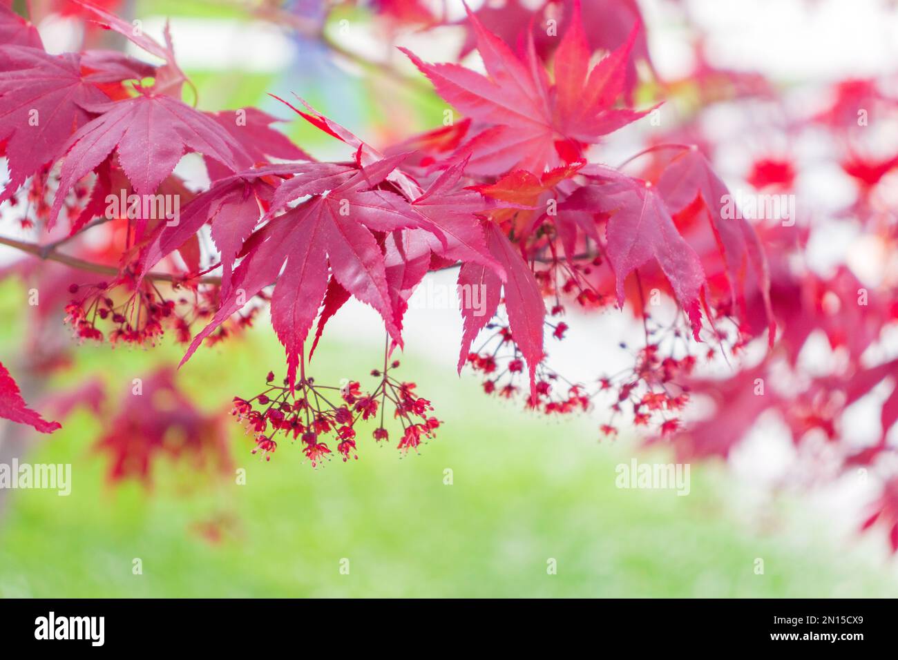Australian maple leaf hi-res stock photography and images - Alamy