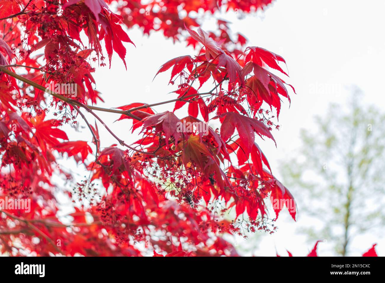 Australian maple. Maple leaves close-up Stock Photo - Alamy