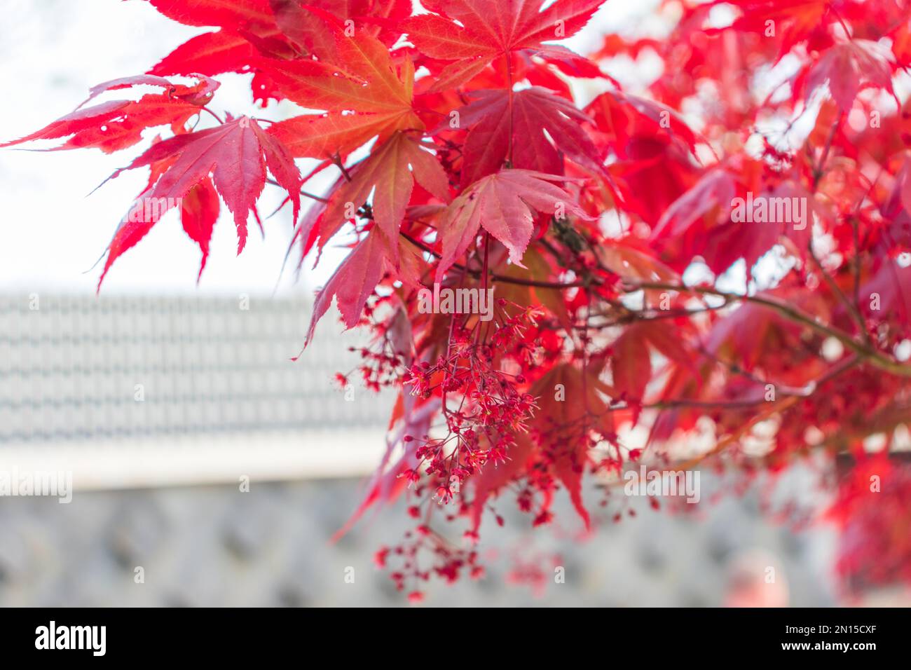 Australian maple leaf hi-res stock photography and images - Alamy