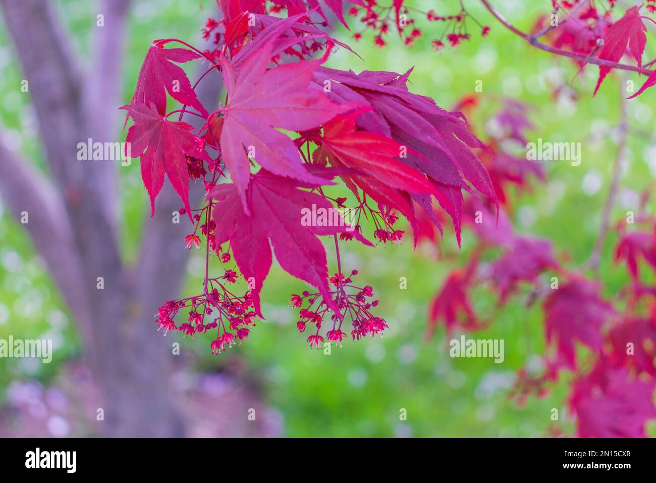 Australian maple leaf hi-res stock photography and images - Alamy