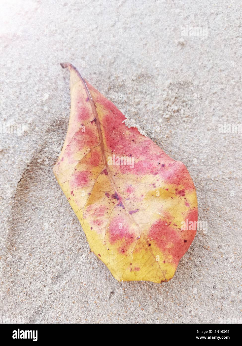 dried foliage the surface of the beach sand Stock Photo - Alamy