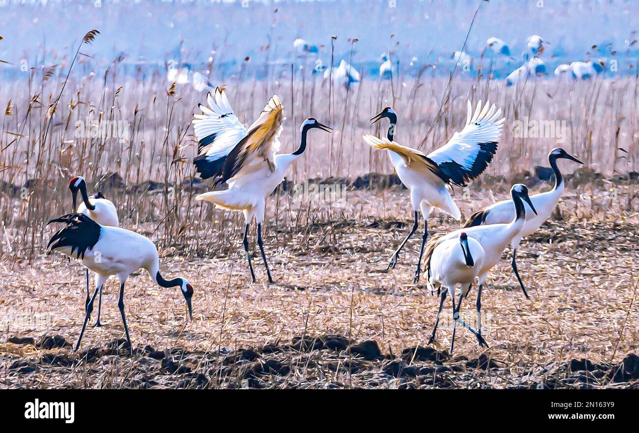 Red crowned crane china wetland hi-res stock photography and images - Alamy