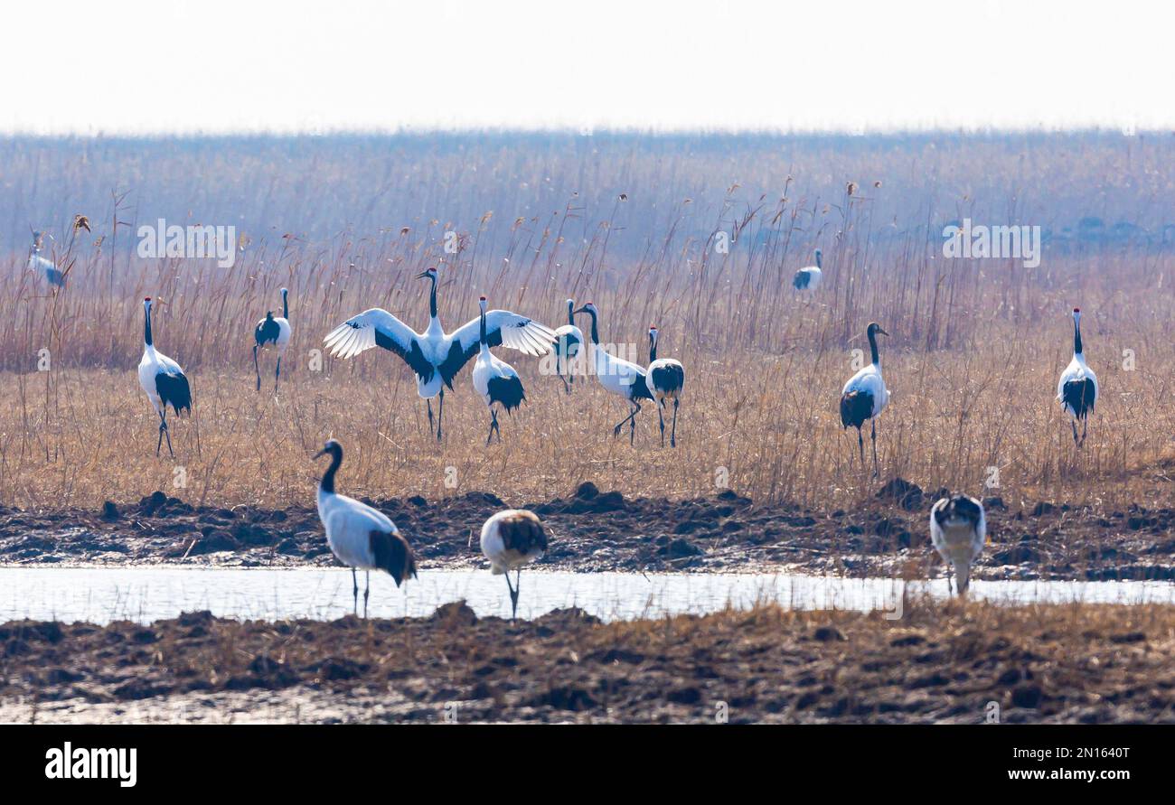 Red crowned crane china wetland hi-res stock photography and images - Alamy