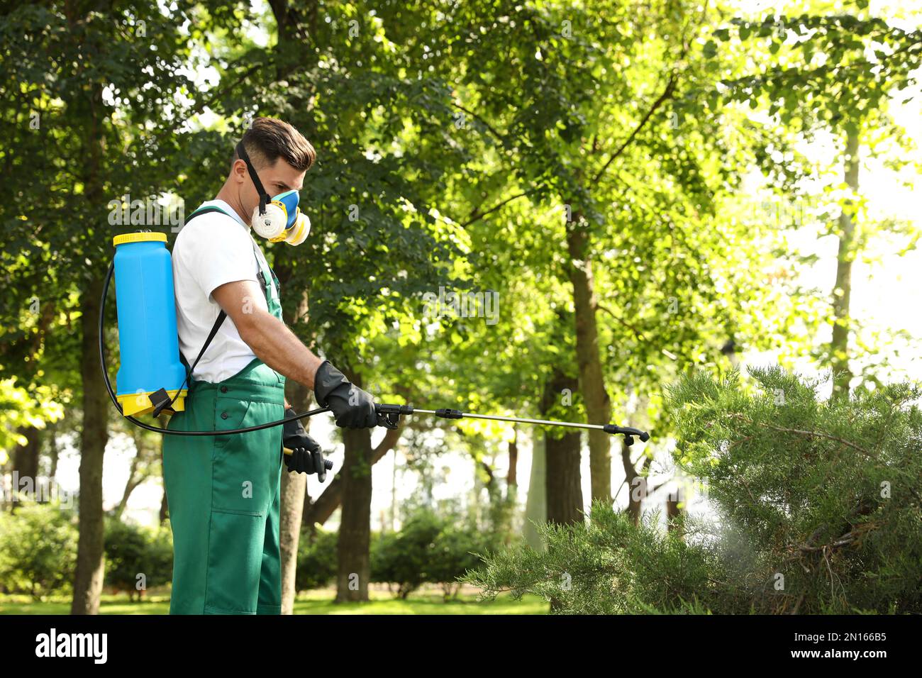 Worker spraying pesticide onto green bush outdoors. Pest control Stock ...