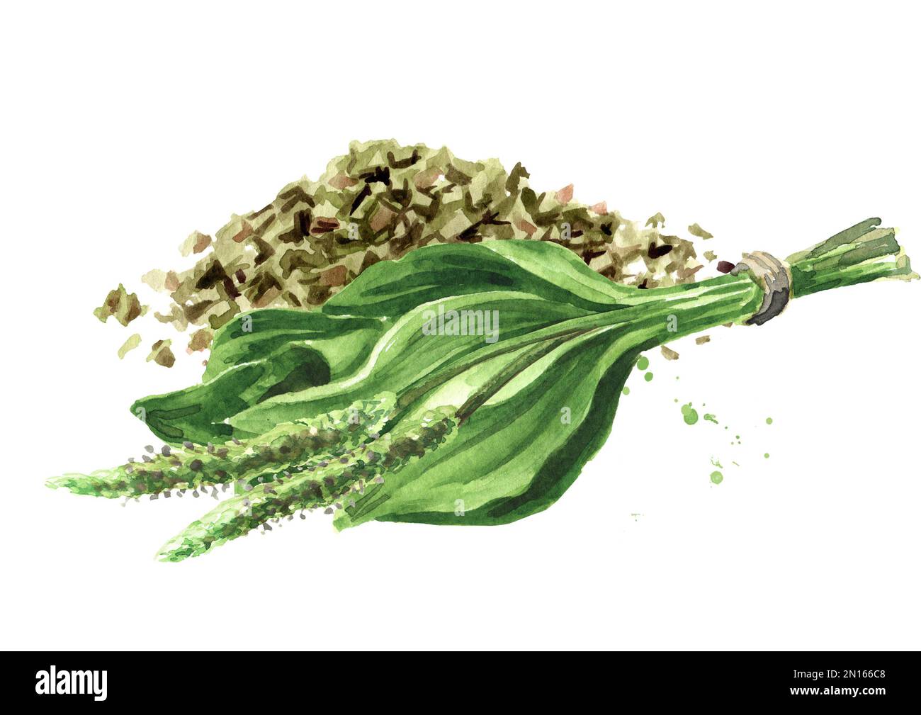 Dried plantain leaf, herbal medicine. Hand drawn watercolor ...