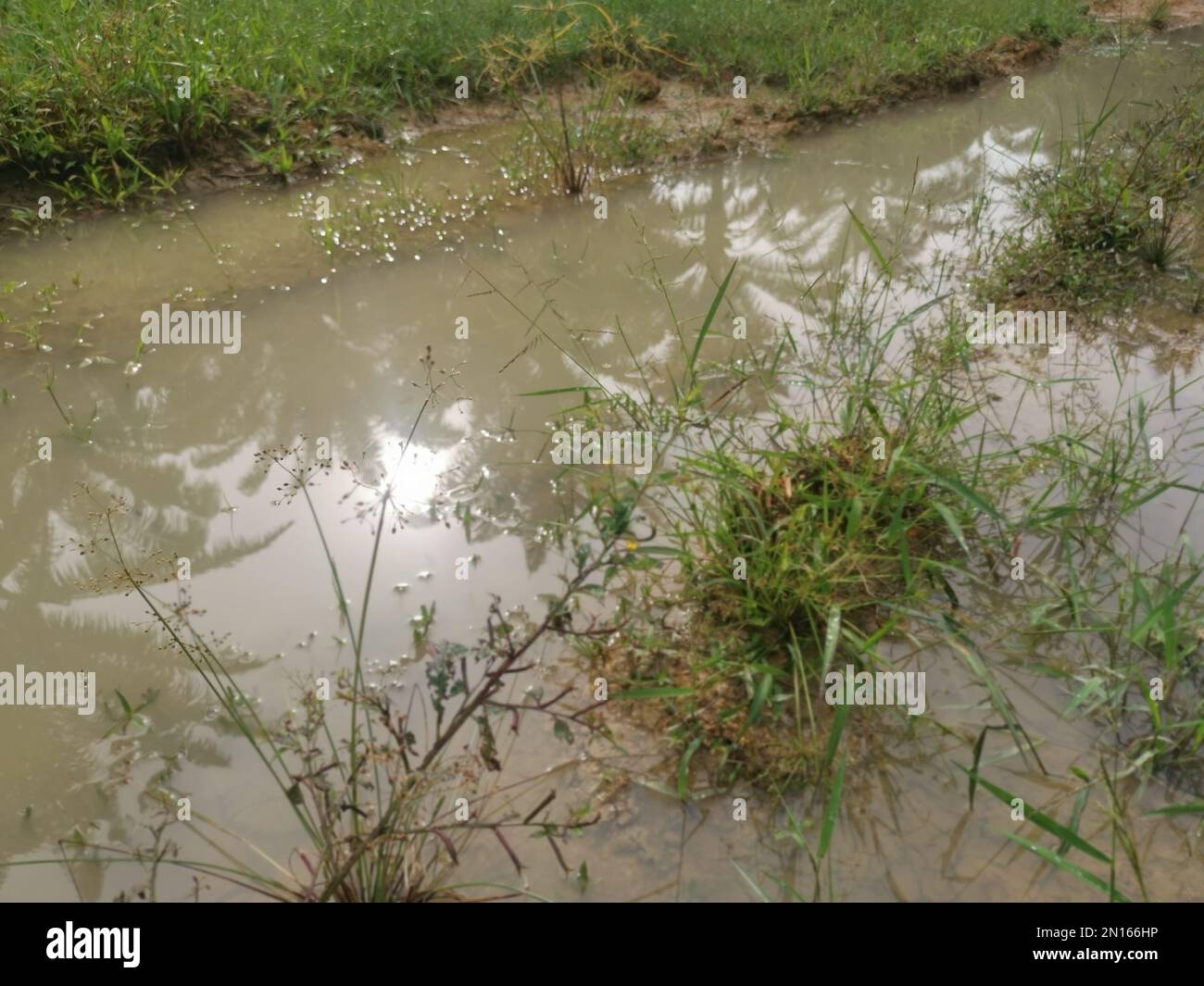 Wet reflective pool stagnant water hi-res stock photography and images ...