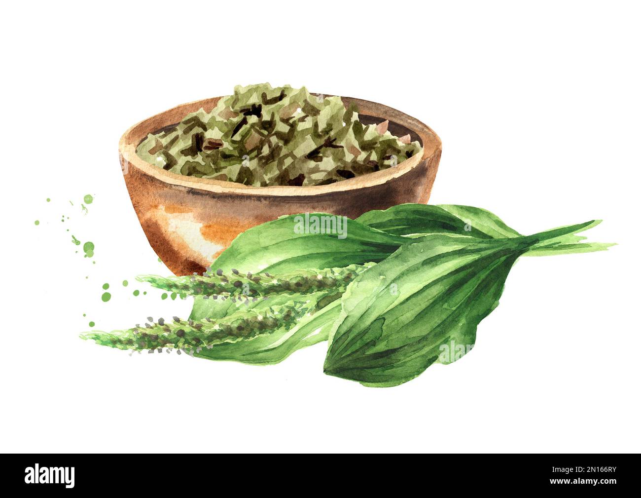 Dried plantain leaf, herbal medicine. Hand drawn watercolor ...