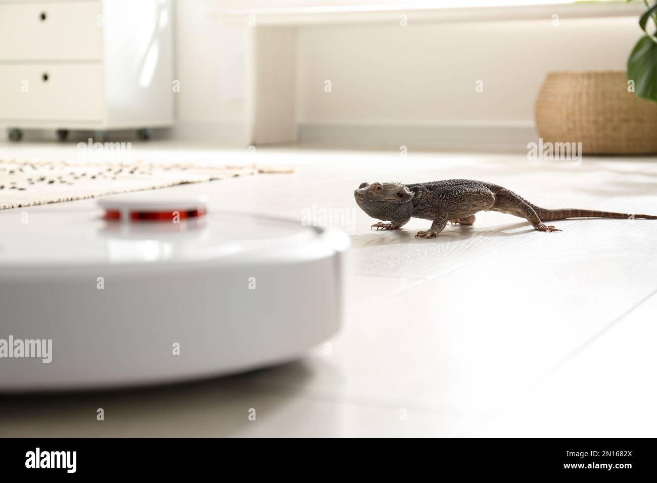 Robotic vacuum cleaner and bearded dragon lizard indoors Stock Photo ...