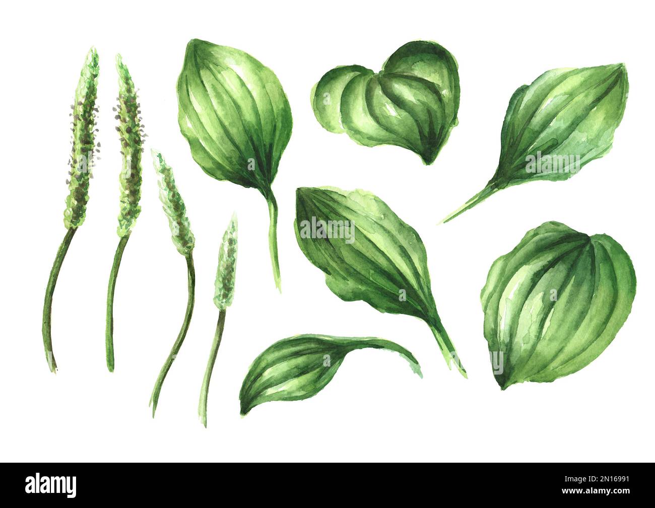 Plantain, medicinal plant elements set, Hand drawn watercolor ...