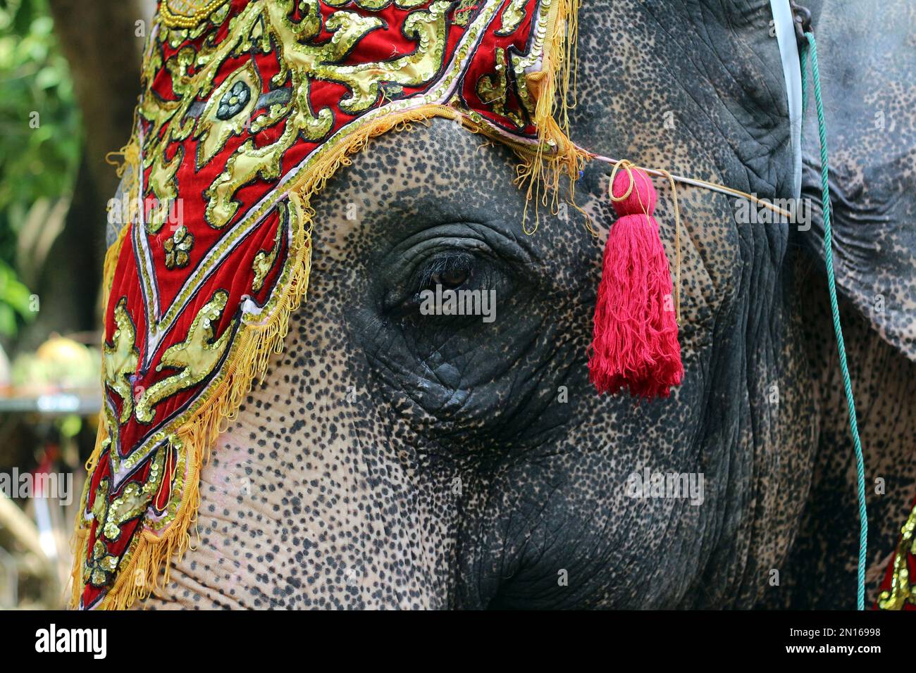 Female elephant Mo Mo stands during a ceremony to mark her 62nd ...