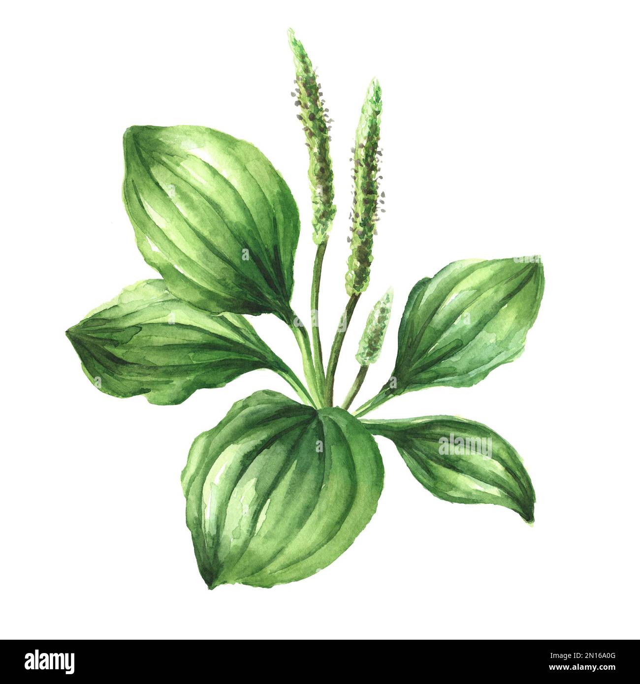 Plantain, medicinal plant, Hand drawn watercolor illustration, isolated ...