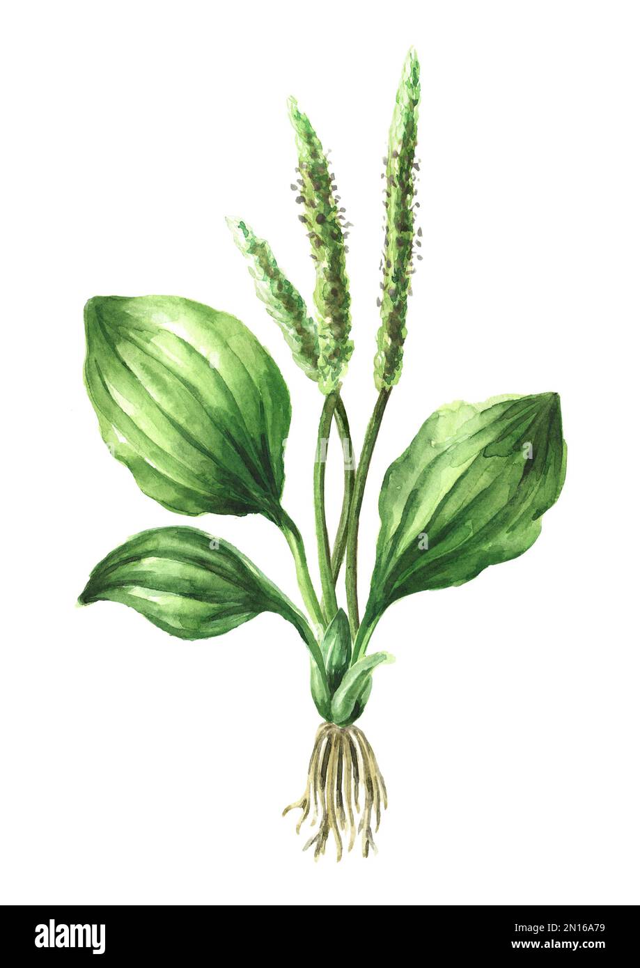 Plantain, medicinal plant, Hand drawn watercolor illustration, isolated on white background ...