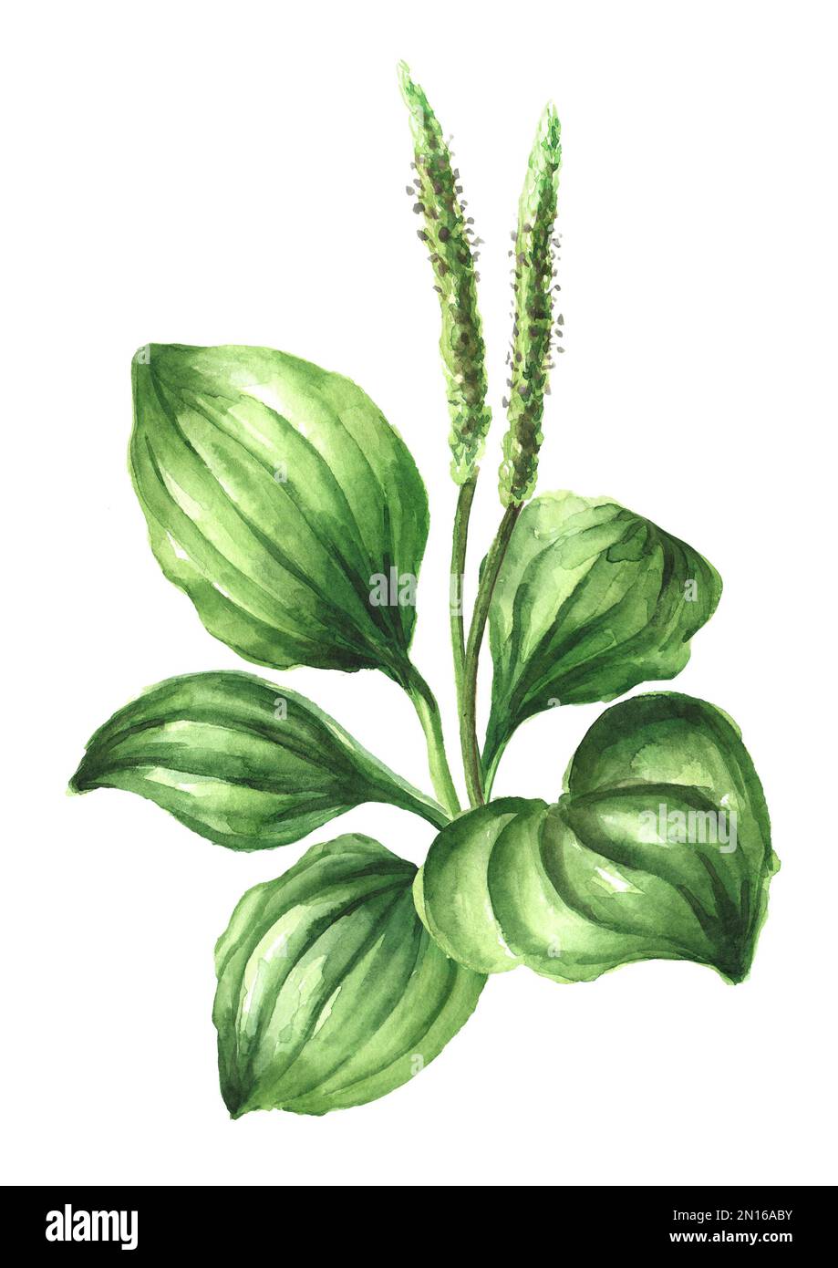 Plantain, medicinal plant, Hand drawn watercolor illustration, isolated ...