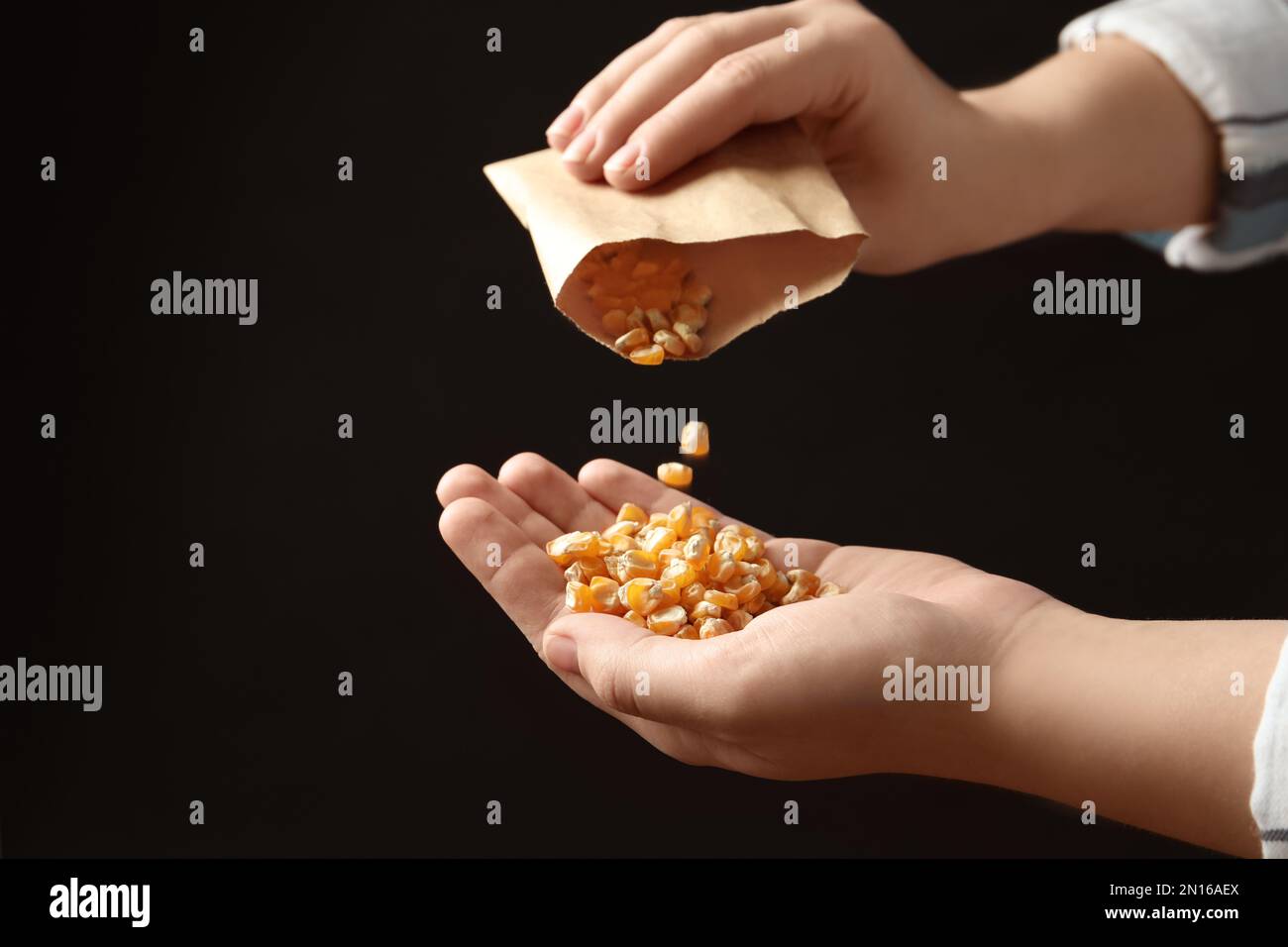 Woman pouring corn seeds from paper bag into hand on black background ...