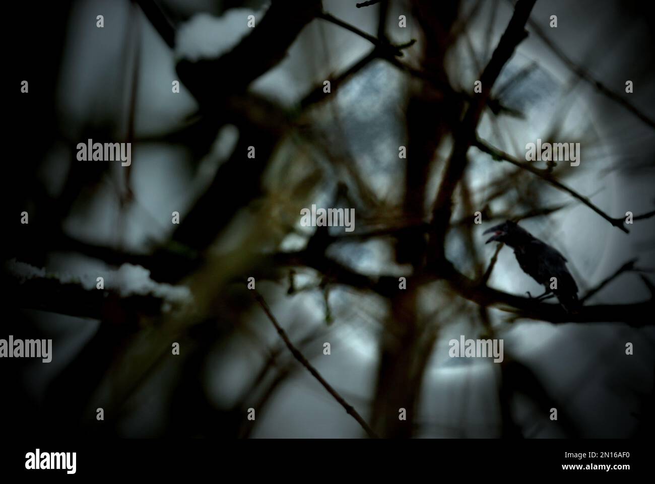 Creepy black crow croaking on full moon night, view through tree ...