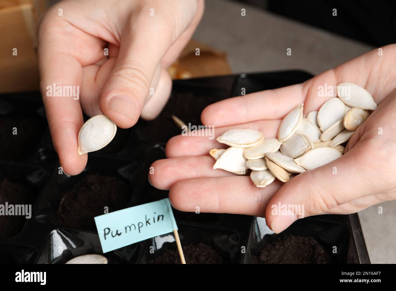 Woman putting pumpkin seeds into seedling tray, closeup. Vegetable ...