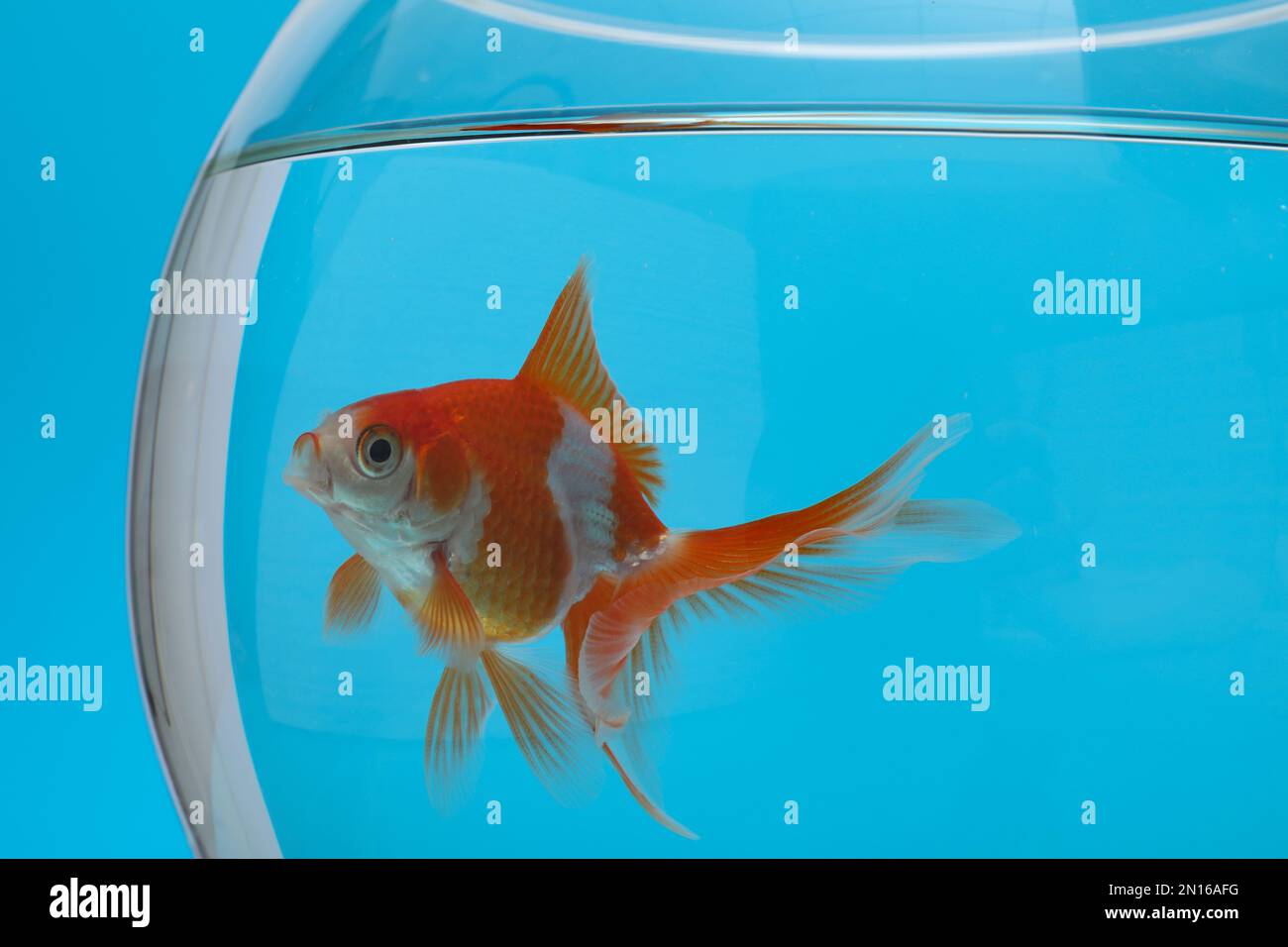 Beautiful goldfish in aquarium hi-res stock photography and images - Alamy