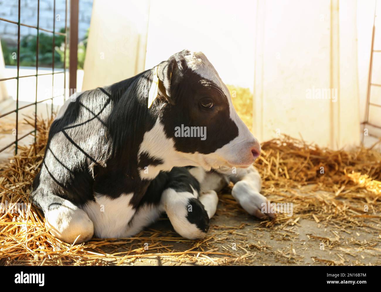 Pretty little calf on farm. Animal husbandry Stock Photo - Alamy